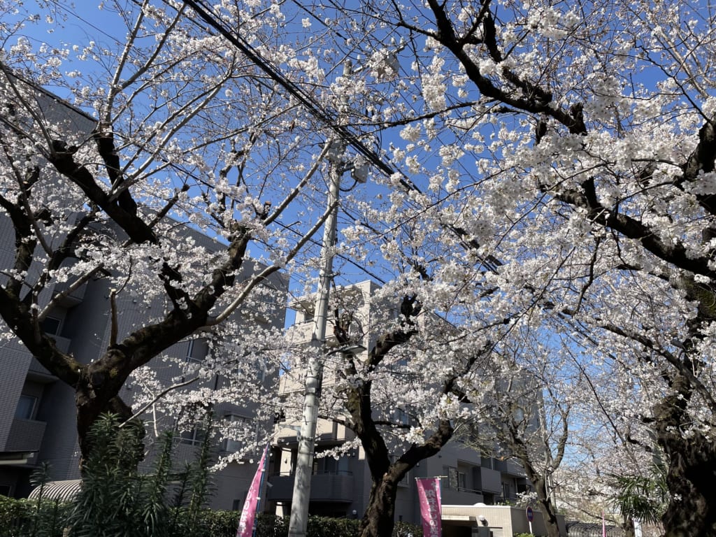 「ソメイヨシノ」のふるさとは豊島区だった！？ | トピックス | extreme 株式会社エクストリーム